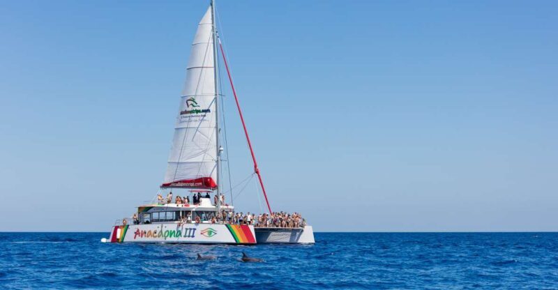 Alcudia: Sunset Catamaran Tour with Dinner and Snorkeling - Practical Details: What to Expect and Tips for a Smooth Experience