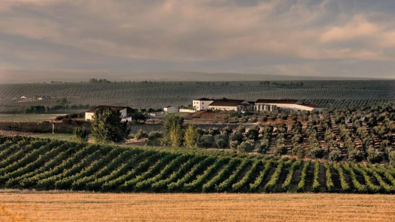 Alentejo Wine Tour from the Algarve - The Quality and Value of This Experience