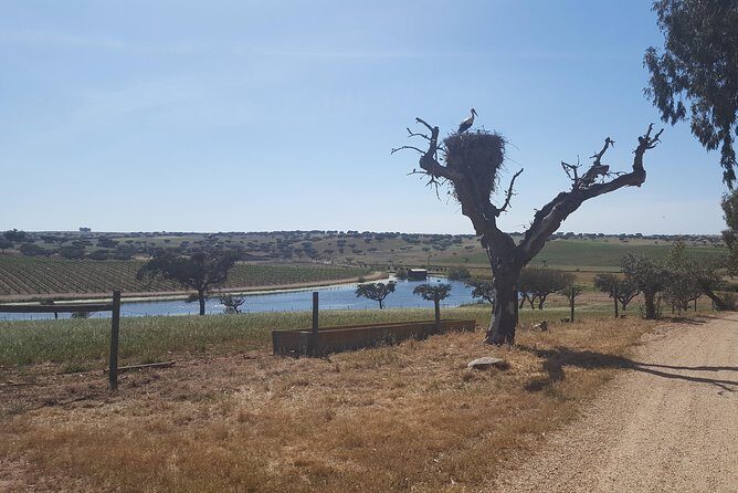 Alentejo Wine Tour from the Algarve - Key Points