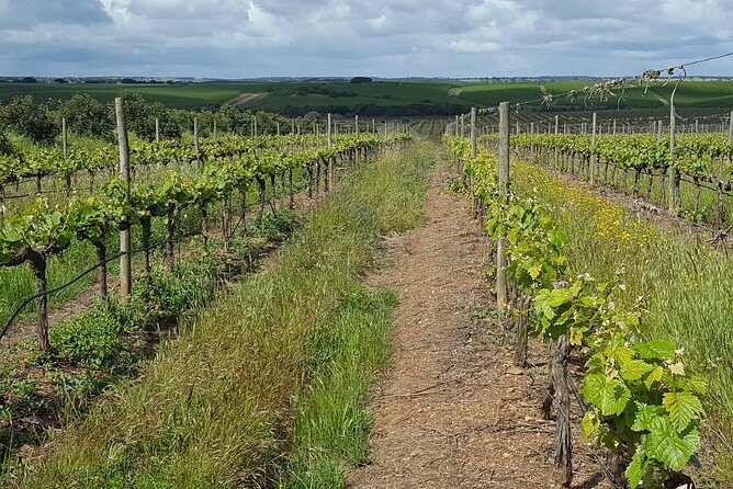 Alentejo Wine Tour from the Algarve - Who Will Appreciate This Tour?