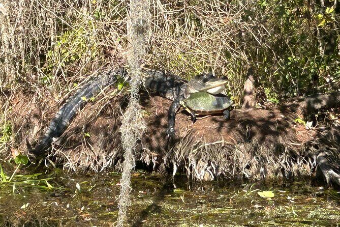 Alexander Springs 4 Hour Guided Kayak/ Swim/ Snorkel Adventure - Discovering the Beauty of Alexander Springs: A Guided Kayak and Snorkel Adventure