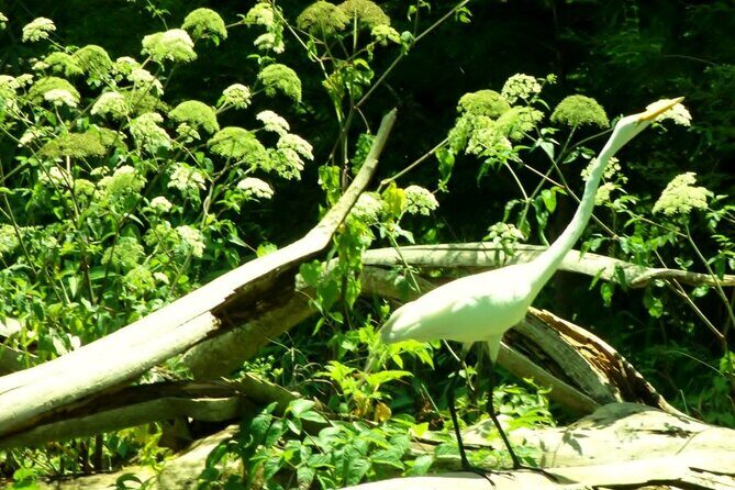 Alexander Springs 4 Hour Guided Kayak/ Swim/ Snorkel Adventure - Frequently Asked Questions (FAQ)