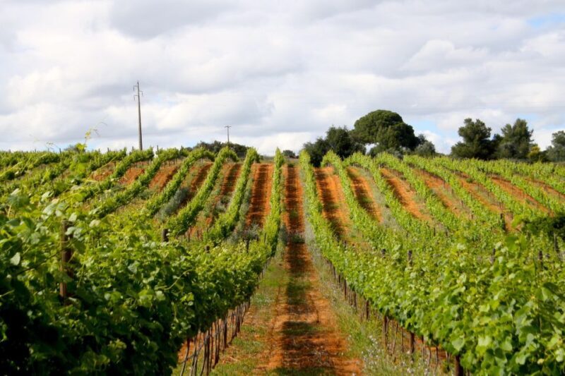Algarve: 3 Types of Wine Tastings with Vineyard Views - What to Expect from Your Algarve Wine Tasting Tour