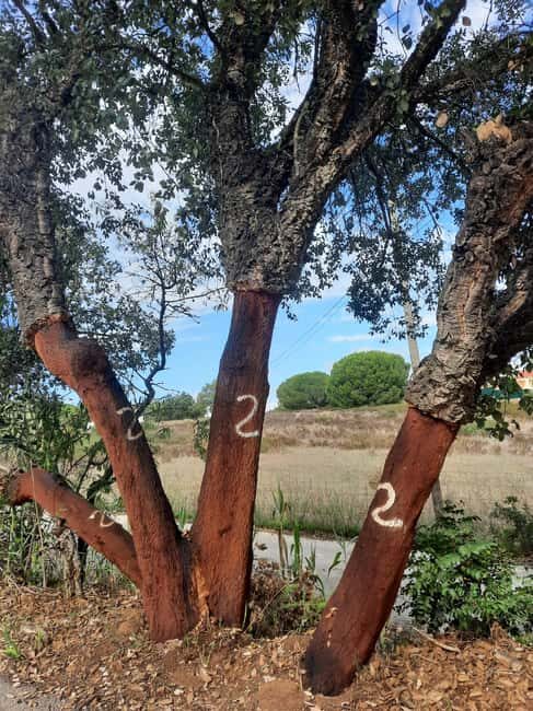 Algarve: 4x4 Safari Tour - from Coastal Wonders to Rural Treasures - Final Words