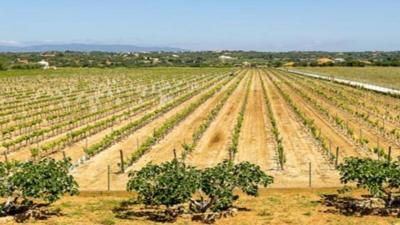 Algarve: Classic Wine Tour & Tasting in Silves - A Closer Look at the Wine Tour Experience