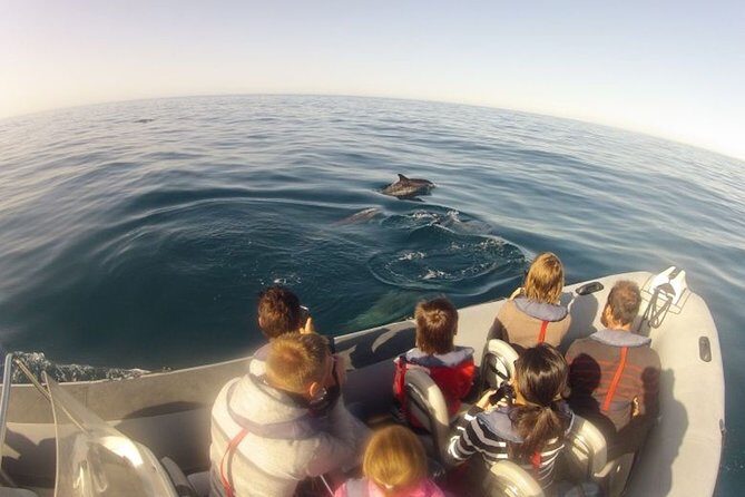Algarve Dolphin Watching & Marine Life Eco Tour - A Close Look at the Algarve Dolphin Watching & Marine Life Eco Tour