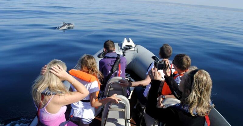 Algarve Dolphin Watching & Marine Life Eco Tour - Discovering the Algarve Dolphin Watching & Marine Life Eco Tour