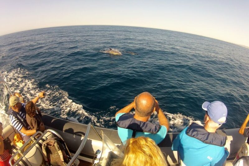 Algarve Dolphin Watching & Marine Life Eco Tour - Is it Worth the Price?