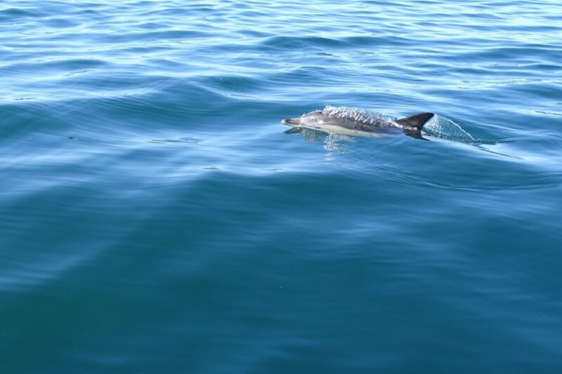 Algarve Dolphin Watching & Marine Life Eco Tour - Insights from Reviews