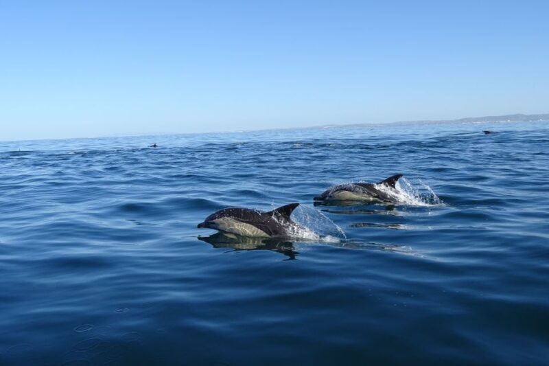 Algarve Dolphin Watching & Marine Life Eco Tour - Practical Tips for Travelers