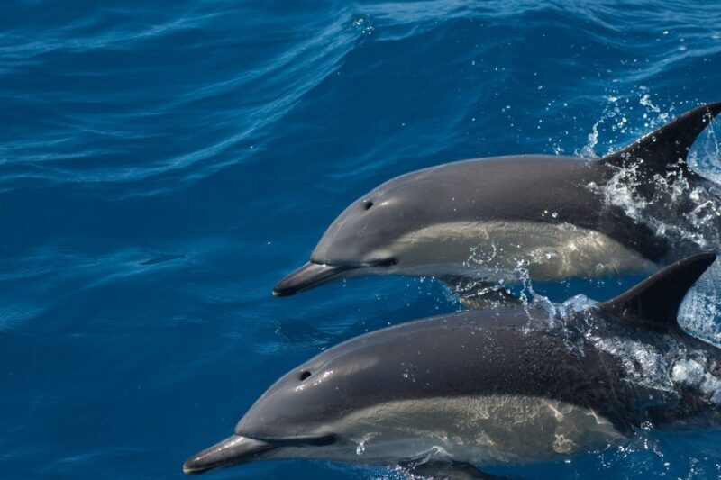 Algarve Dolphin Watching & Marine Life Eco Tour - Who Should Consider This Tour?