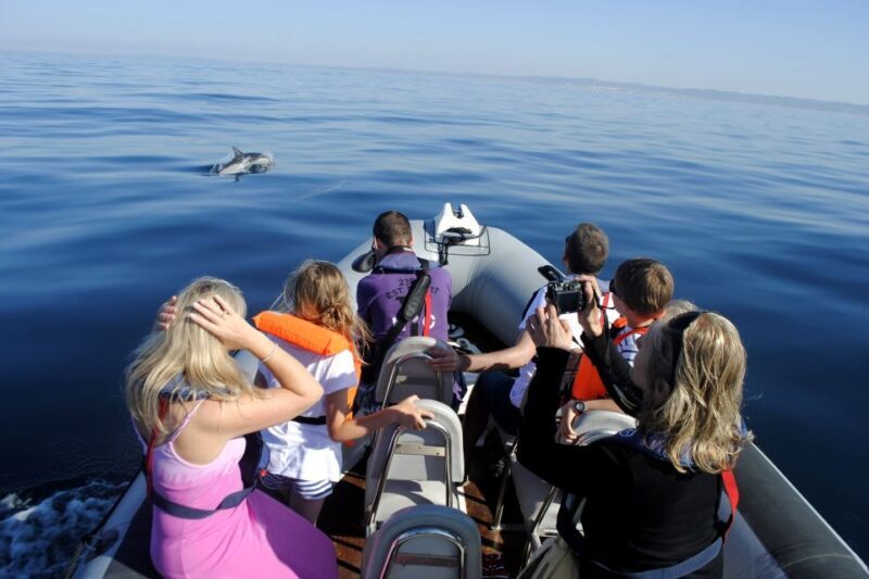 Algarve Dolphin Watching & Marine Life Eco Tour - The Sum Up