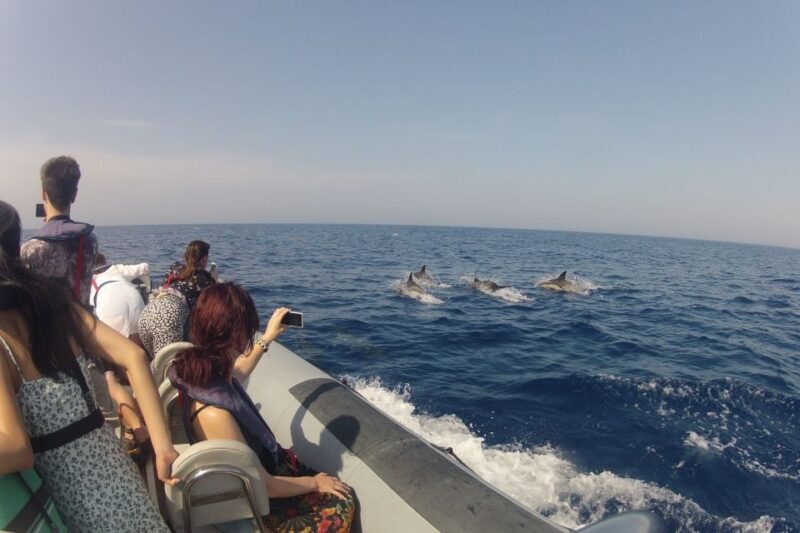 Algarve Dolphin Watching & Marine Life Eco Tour - FAQ
