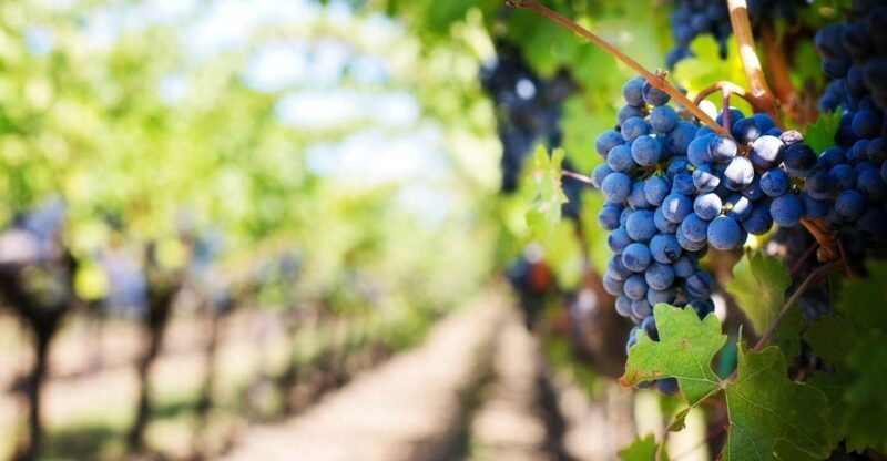 Algarve: Landscapes, Pottery, and Winery Tour - Final Thoughts