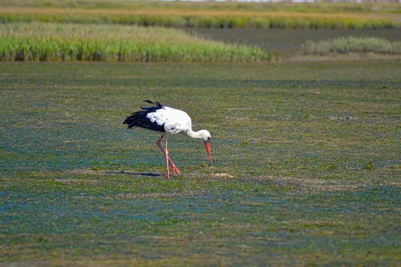 Algarve: Olhão Highlights Tour and Ria Formosa Boat Trip - An In-depth Look at the Tour