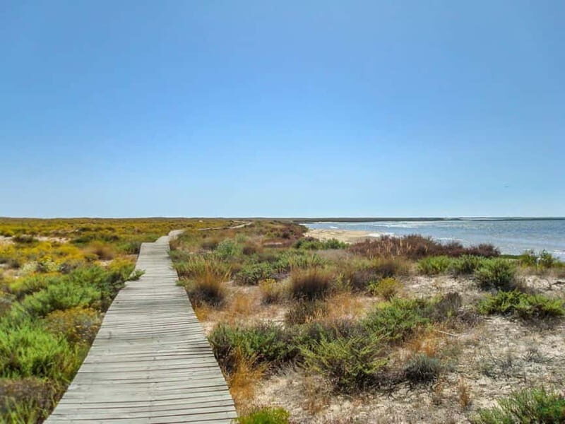 Algarve: Olhão Highlights Tour and Ria Formosa Boat Trip - Who Should Consider This Tour?