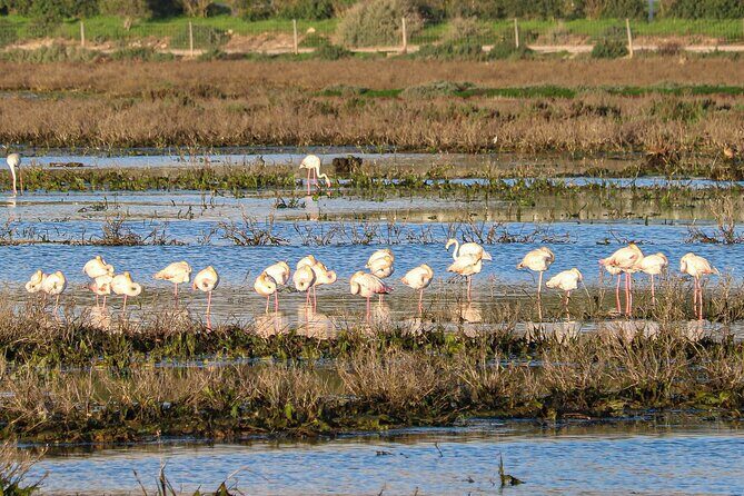 Algarve Seaside Tour with Lunch in the Vineyard - Who Would Love This Tour?