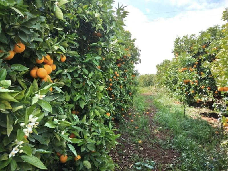 Algarve: Silves, Orange Grove & Monchique Mountains Tour - Key Points