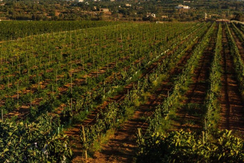 Algarve: Vineyard Tour & Premium Wine Tasting in Silves - Key Points