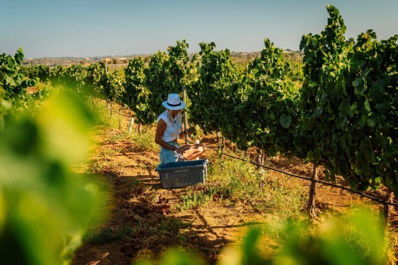 Algarve: Vineyard Tour & Premium Wine Tasting in Silves - The Experience in Context