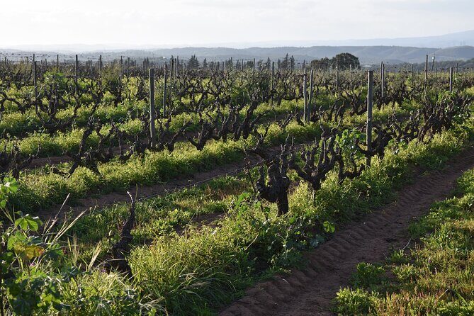 Algarve wine tour and farmer's lunch at wine estate - FAQ