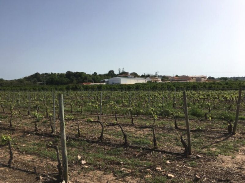 Algarve wine tour and mountain top trip with lunch or dinner - Key Points