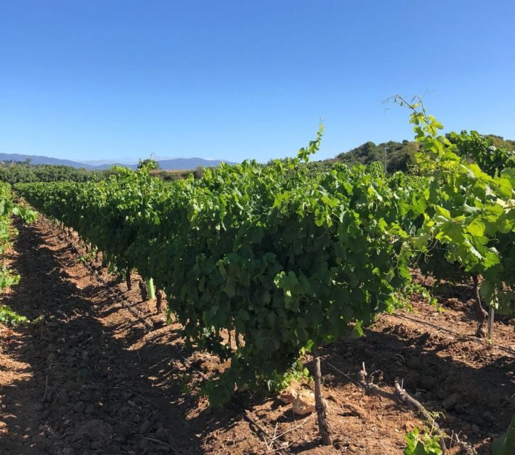 Algarve wine tour and mountain top trip with lunch or dinner - Practical Tips for Visitors