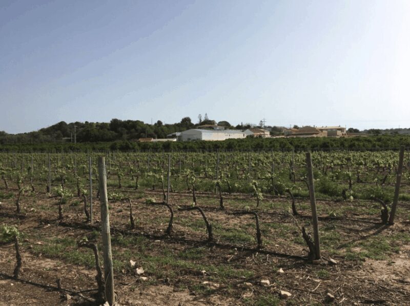 Algarve Wine Tour of two estates guided by wine expert - An Inside Look at the Algarve Wine Tour