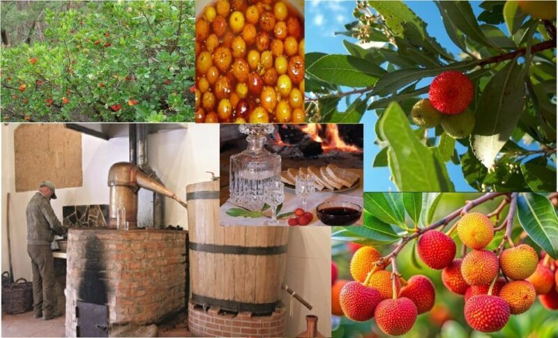 ALGARVE'S ARBUTUS BERRY TRAIL - Key Points