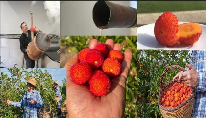 ALGARVE'S ARBUTUS BERRY TRAIL - A Closer Look at the Tour Experience