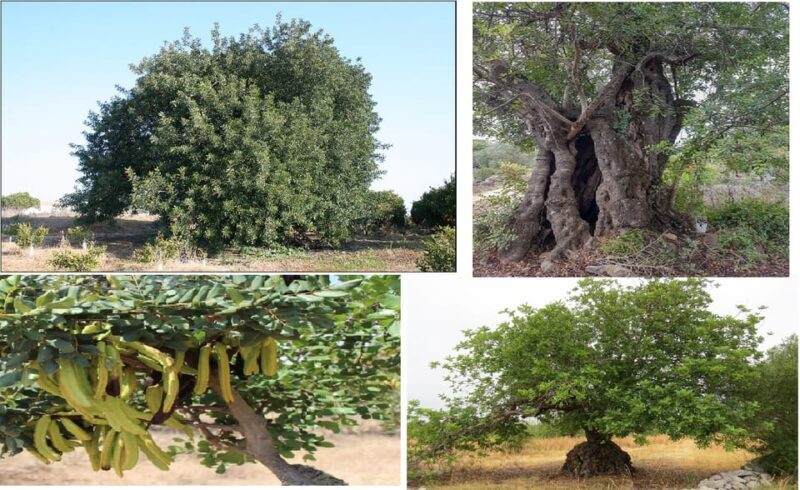ALGARVE'S CAROB TRAIL - Final Thoughts