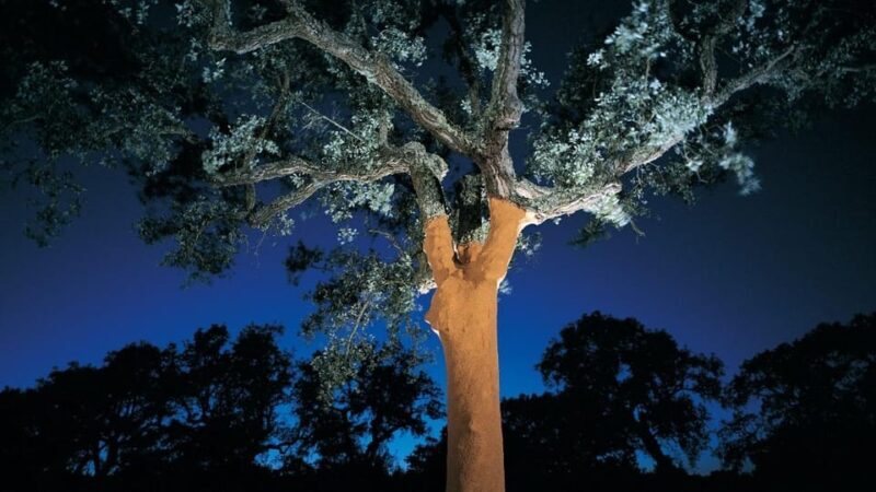 ALGARVE'S CORK TRAIL - Algarve’s Cork Trail: An Authentic Journey into Portugal’s Cork Heritage