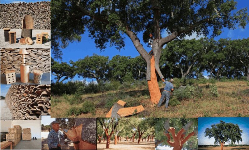 ALGARVE'S CORK TRAIL - Who Should Consider This Tour?