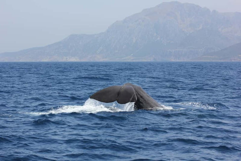 Algeciras: Dolphin and whale watching in reduced groups - Discovering Algeciras’ Marine Life: A 2-hour Voyage with a Personal Touch