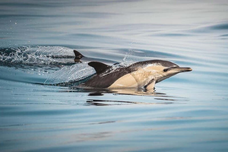 Algeciras: Dolphin and whale watching in reduced groups - The Itinerary and What to Expect