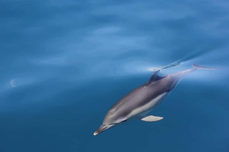 Algeciras: Dolphin and whale watching in reduced groups - Practicalities and Value