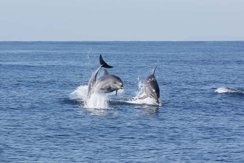 Algeciras: Dolphin and whale watching in reduced groups - FAQ