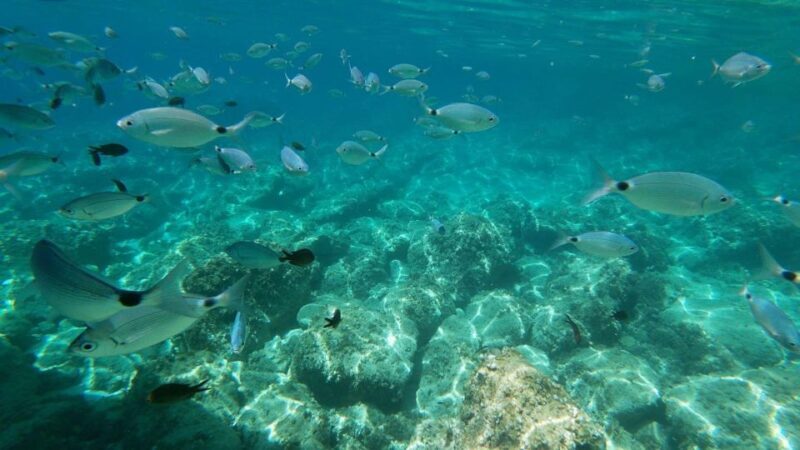 Alghero: Boat Tour with Snorkeling in Porto Conte - FAQ