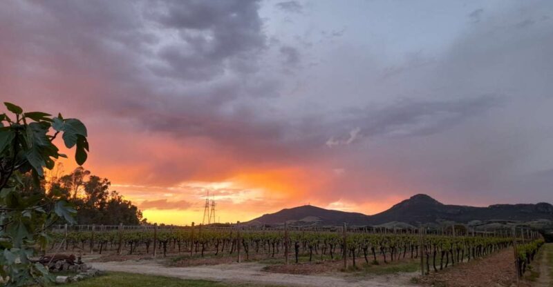 Alghero: Dinner in the Vineyard with Wine - Who Will Love This Tour?