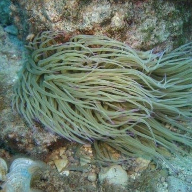 Alghero: diving for professionals at Capo Caccia - What Makes the Dive Special?
