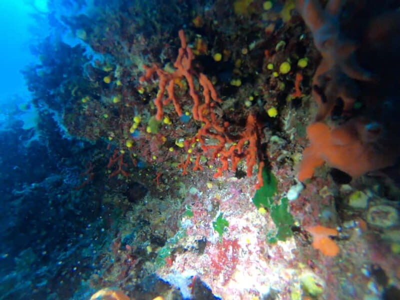 Alghero: Diving - Key Points