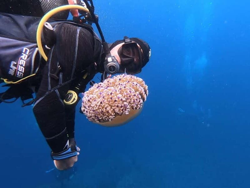 Alghero: Diving - The Experience: A Deep Dive into the Itinerary and What You’ll Encounter