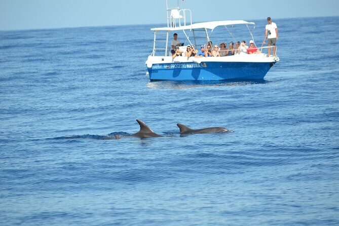 Alghero - Dolphin Watching and Guided Snorkeling (summer tour) - A Balanced Look at the Dolphin Watching and Snorkeling Tour