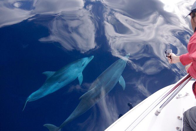 Alghero - Dolphin Watching (Spring & Autumn Tour) - Key Points
