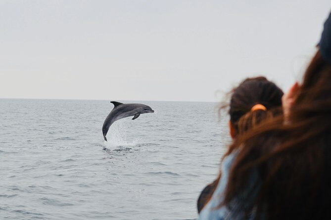 Alghero - Dolphin Watching (Spring & Autumn Tour) - What Reviewers Say
