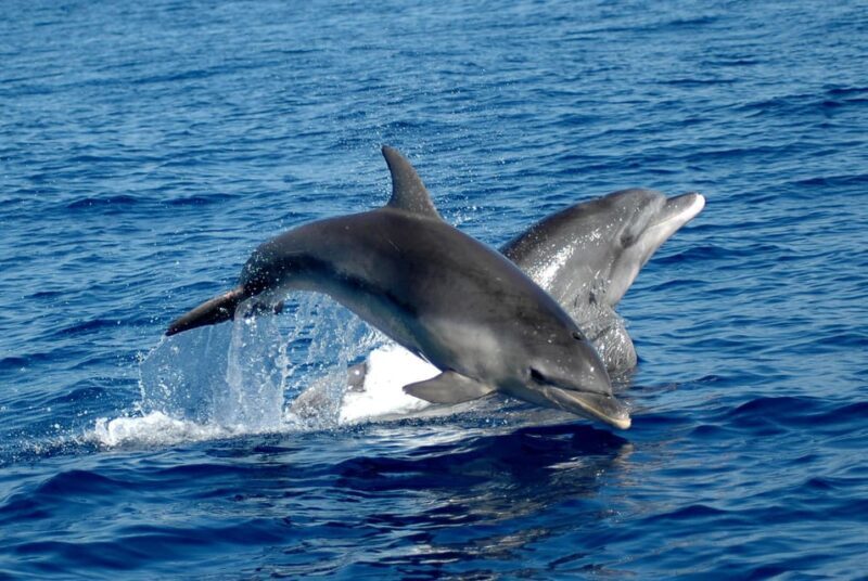 Alghero: Dolphin Watching Tour with Marine Biologists - Key Points