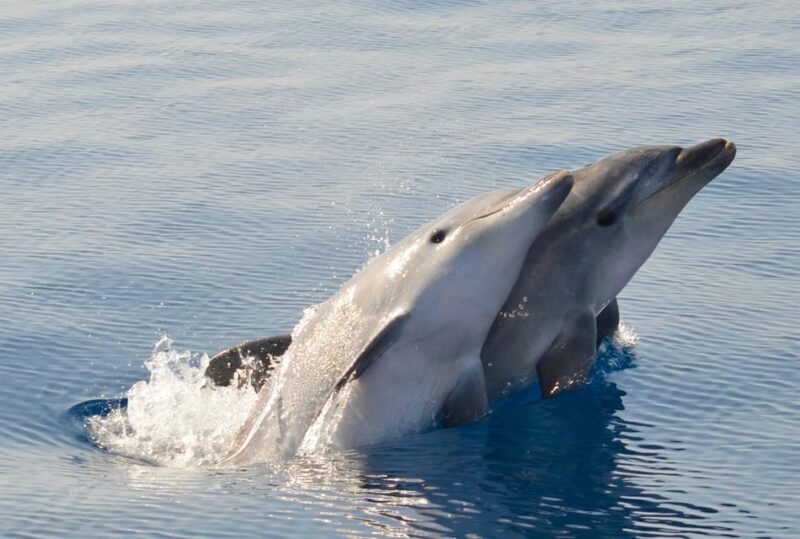 Alghero: Dolphin Watching Tour with Marine Biologists - An In-Depth Look at the Dolphin Watching Tour