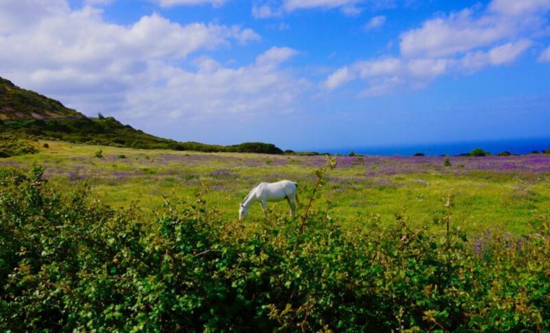 Alghero: Nature, Culture and Breathtaking Views Tour by Jeep - Alghero: Nature, Culture and Breathtaking Views Tour by Jeep