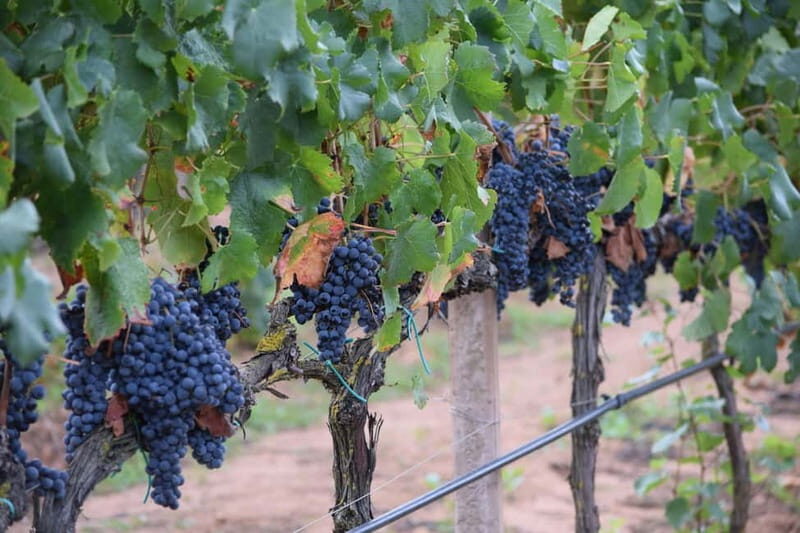 Alghero: Sunset Wine and Olive Oil Tour in Boutique Winery - Final Words
