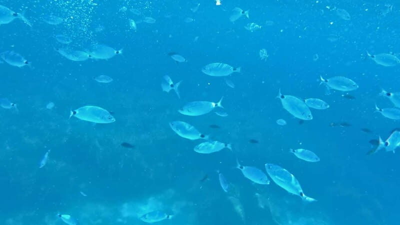 Alghero: Trekking and Snorkelling Tour in Porto Conte Park - FAQ